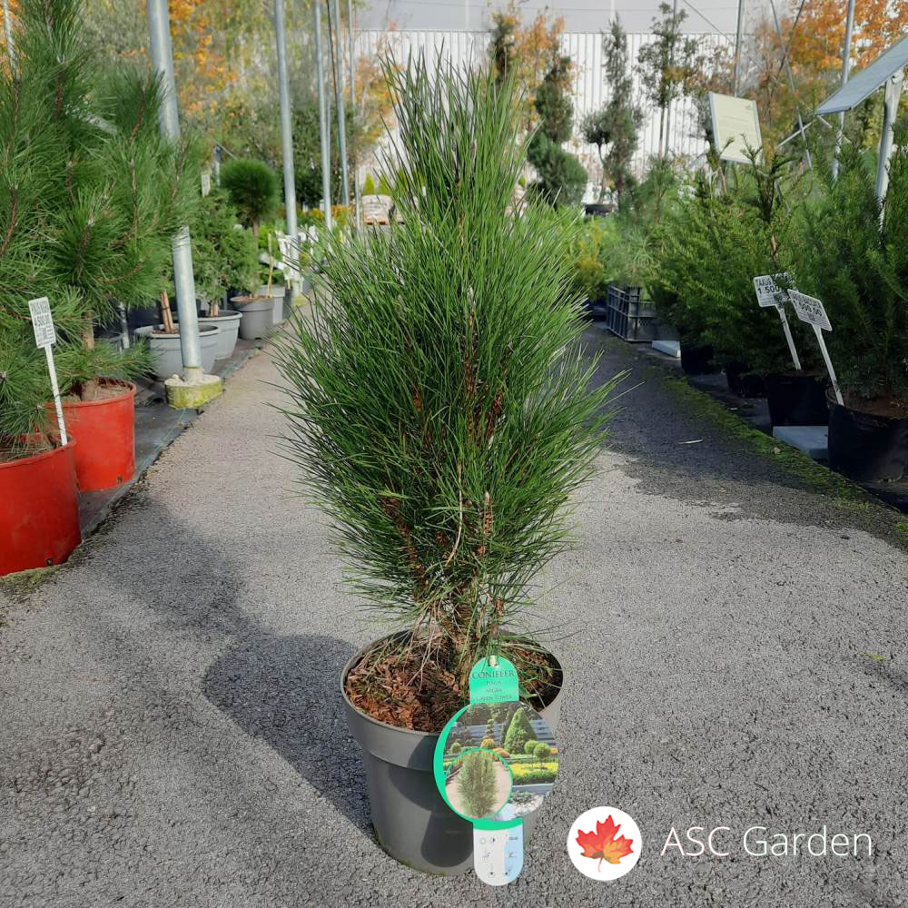 Pinus nigra ‘Green Tower’