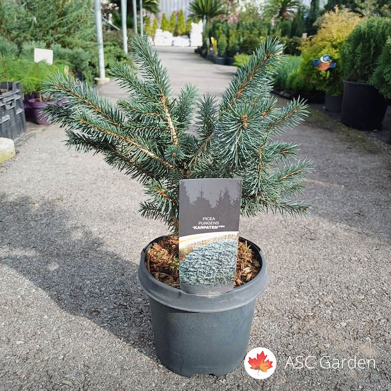 Picea pungens ‘Karpaten’ 30 cm