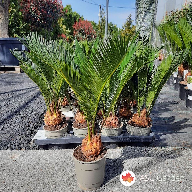 Cycas revoluta – Cikas palma 55 cm (Žao nam je, proizvod nije na stanju. Očekujemo ga uskoro u ponudi)