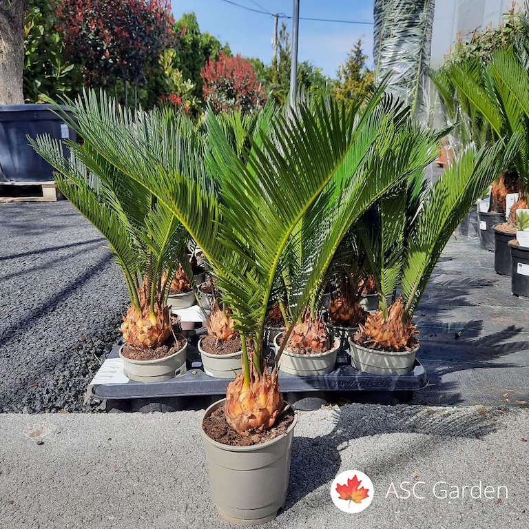 Cycas revoluta – Cikas palma 55 cm