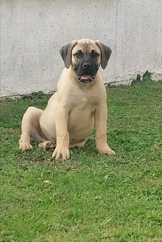 Presa Canario