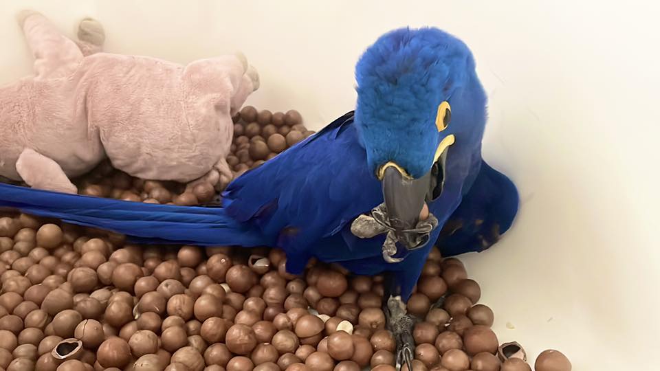 hyacinth macaw for sale, Blue and gold macaw for sale, African grey parrots for sale,