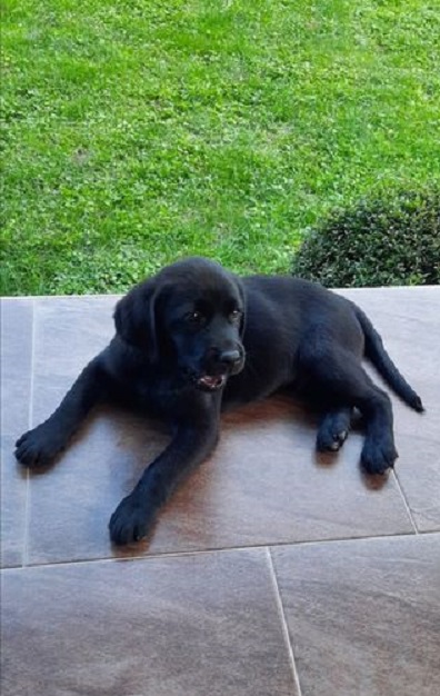 Štenci Labrador retrivera