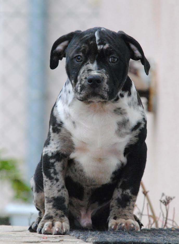 American bully xl