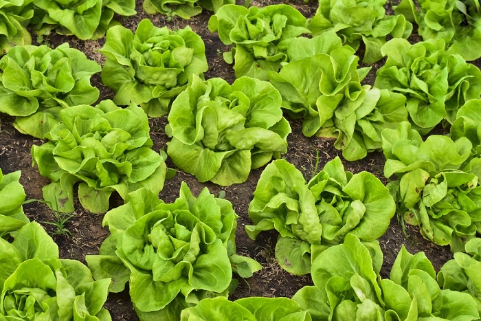 Salata “ Domaća Puterica “ vrlo ukusna