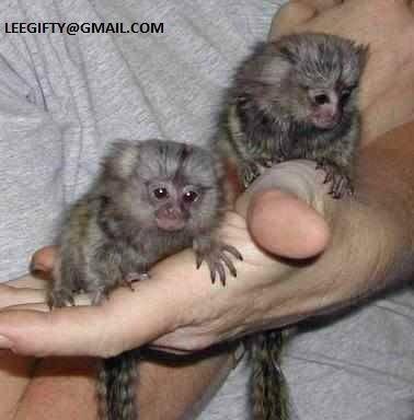 Prodaju se bebe marmozet majmuna prijateljskih prstiju