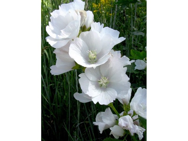 Ukrasni slez - Alcea rosea white SEME