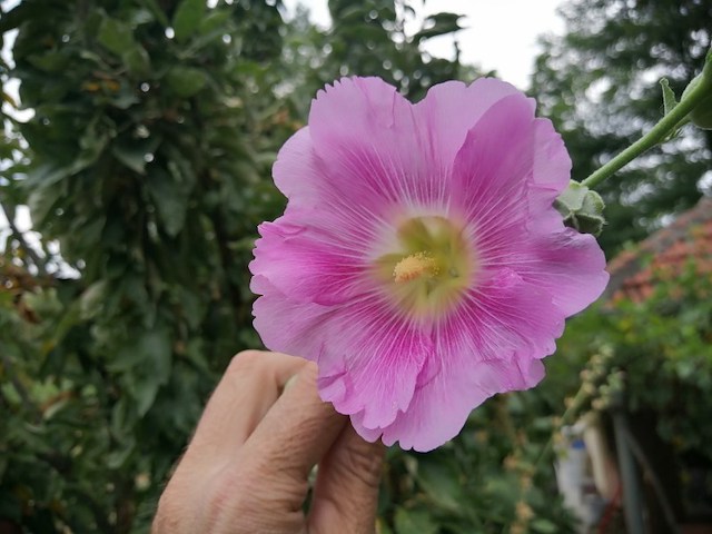 Ukrasni slez - Alcea rosea pink SEME