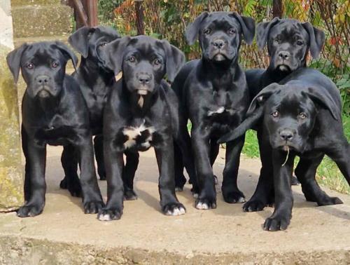 Prodajem stence CANE CORSO, od lepih i zdravih roditelja.