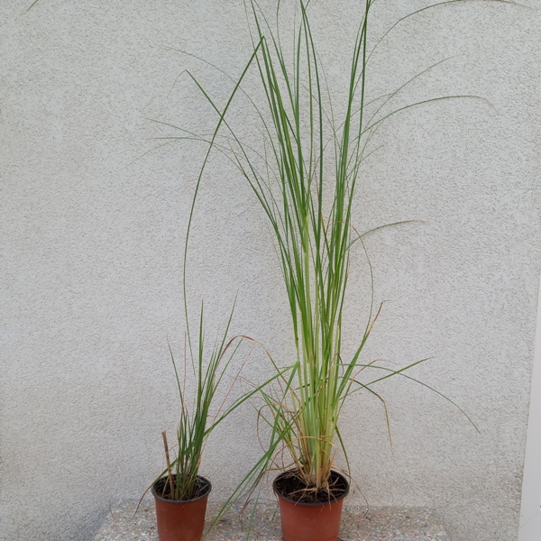 Pampas trava Cortaderia bela