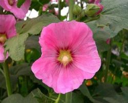 Ukrasni slez - Alcea rosea pink SEME
