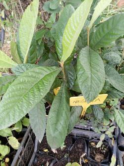 Loquat ili Eriobotrya japonica, Nespola