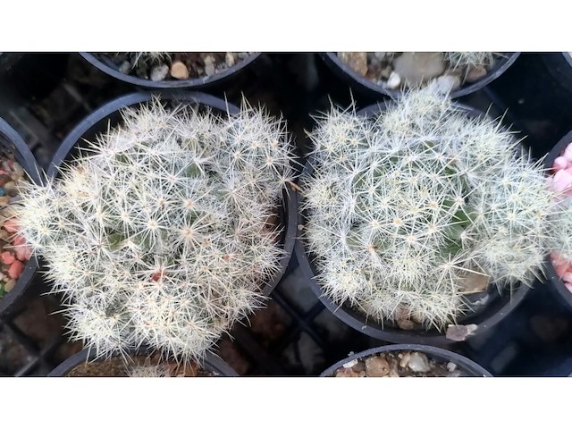 Kaktus - Mammillaria prolifera v. haitiensis