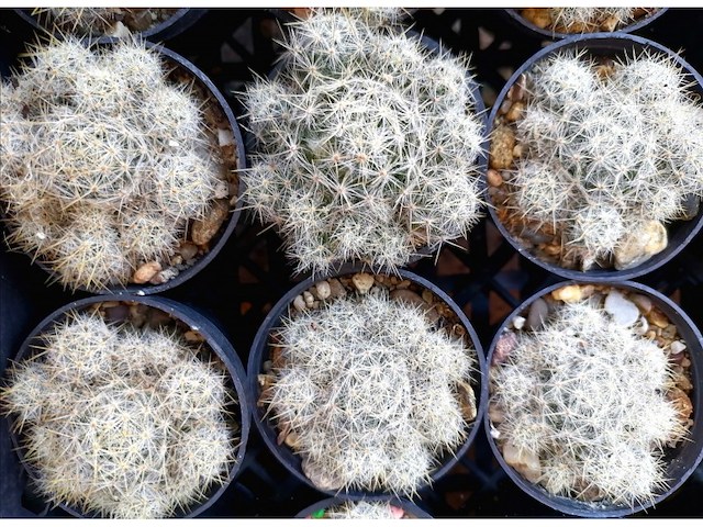 Kaktus - Mammillaria prolifera v. haitiensis