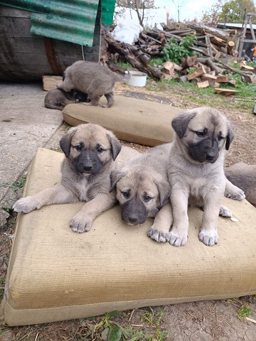 Kangal, štenci