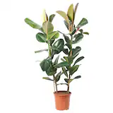 FICUS ELASTICA ROBUSTA