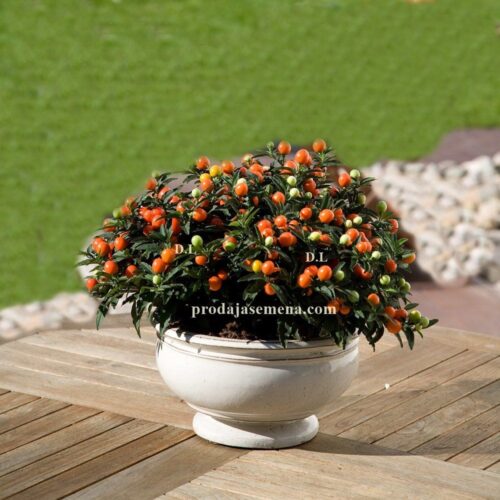 Seme,Jerusalimska Trešnja (Solanum pseudocapsicum)-Sobna biljka ukrasnih plodova.