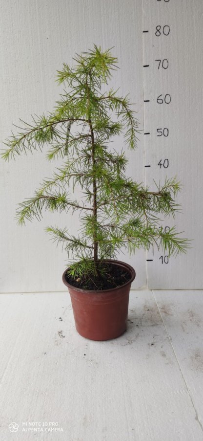 Himalajski kedar – Cedrus deodara