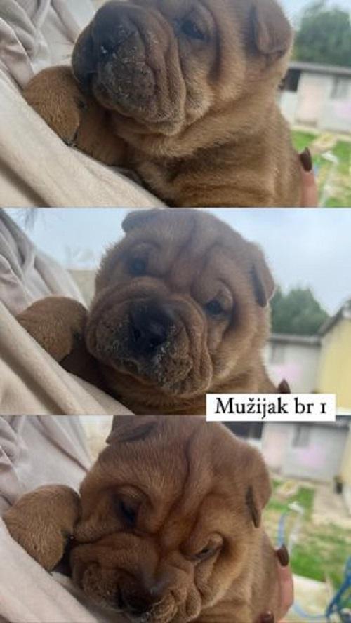 Sharpei štenci