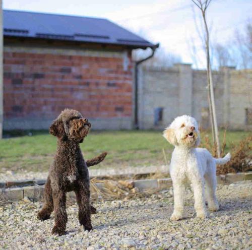 Prodajem dve zenke LAGOTTO ROMAGNOLO