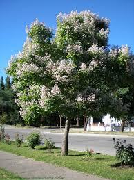 katalpa drvo cigara