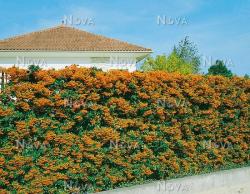 Pyracantha angustifolia(narandzasta)-Vatreni grm