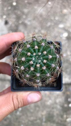 Echinopsis sp.