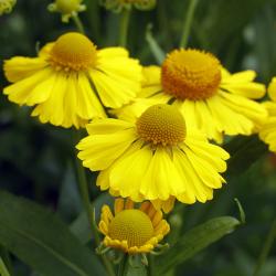 Helenium zuti