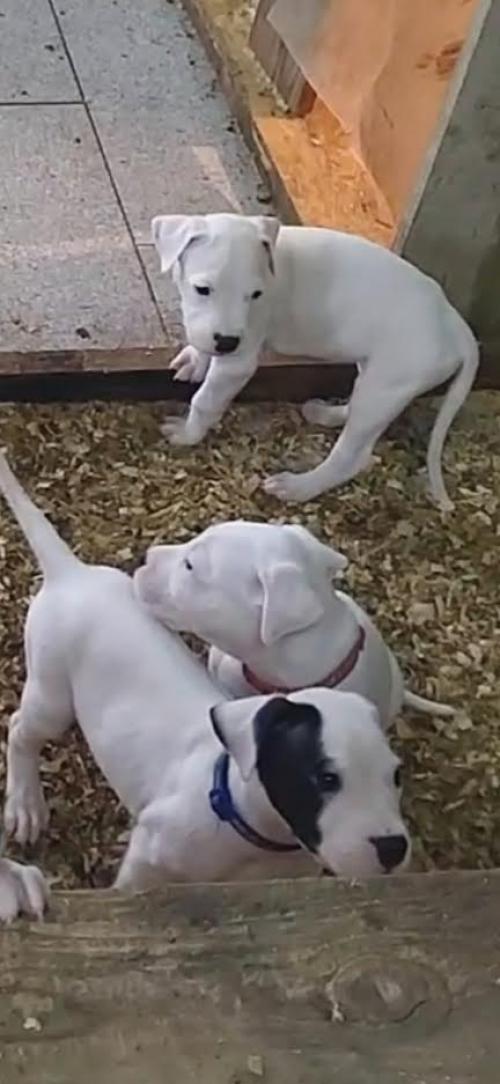 Dogo Argentino - POVOLJNO