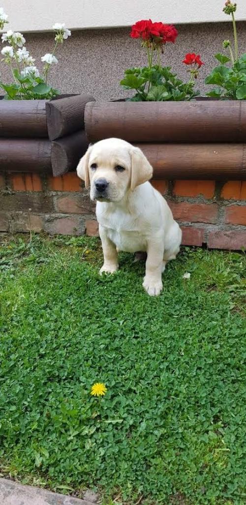 Top leglo labrador retrivera