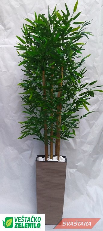 Bambus br. D 388