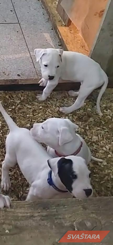 Dogo Argentino - POVOLJNO