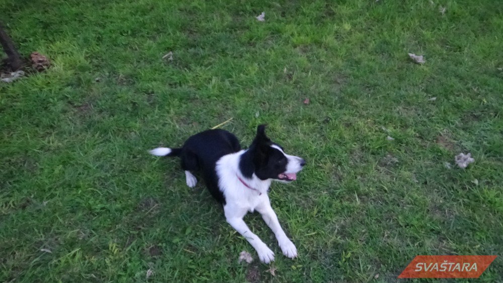 Border Collie obučen za rad sa stokom