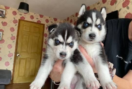 Lovely siberin husky puppies ready for a
