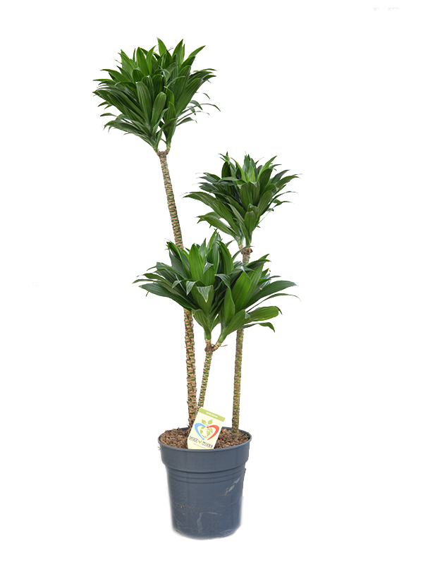 Dracena compacta