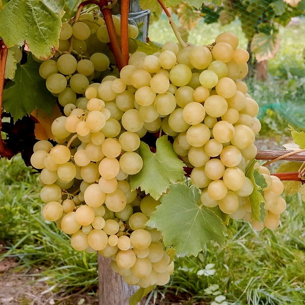 Kraljica Vinograda