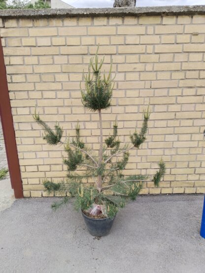 Beli bor – Pinus sylvestris, visina 150 cm