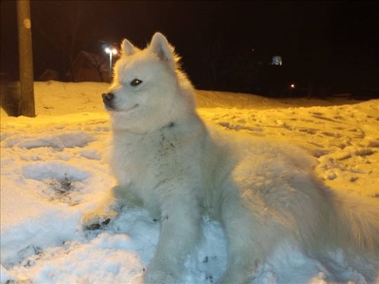 Samojed-Vršac