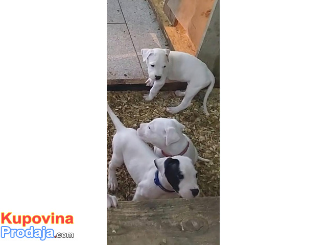 Dogo Argentino - POVOLJNO