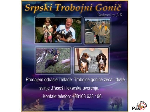 Srpski trobojni gonič