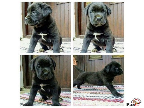 Cane Corso