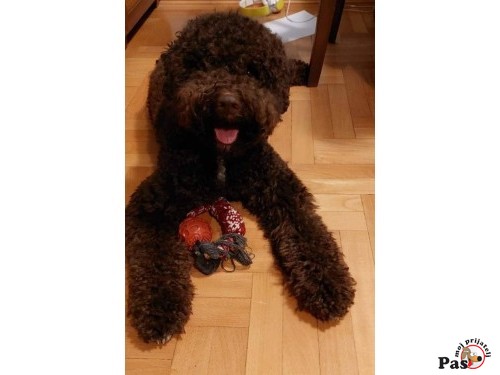 Lagotto romagnolo