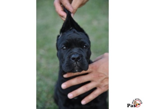 Cane Corso