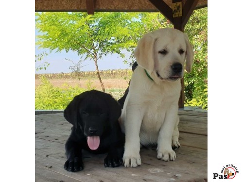 Labrador retriver