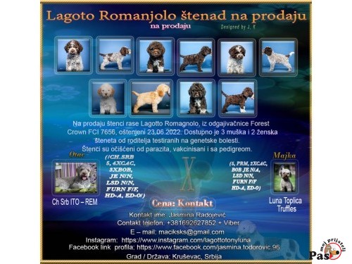 Lagotto romagnolo