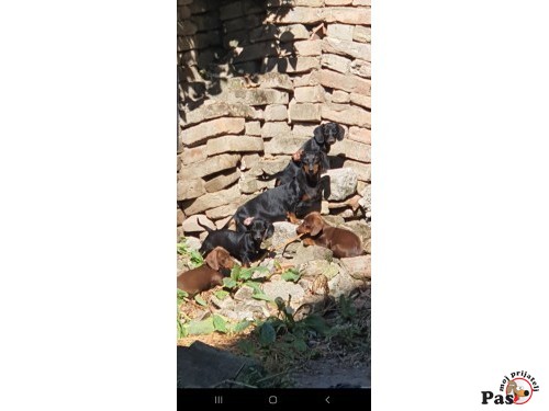 Jazavičar oštrodlaki - Dachshund