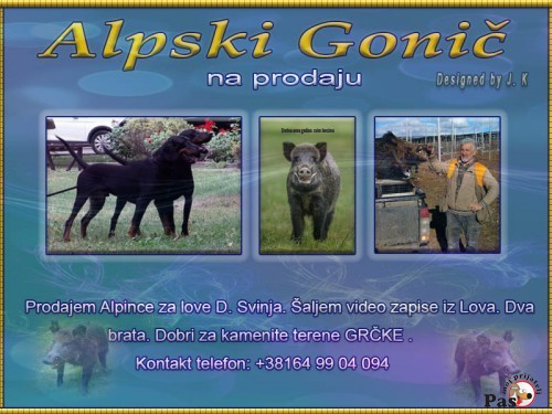 Alpski brak jazavičar