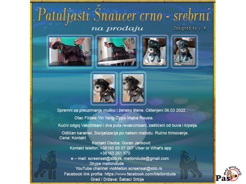 Patuljasti šnaucer