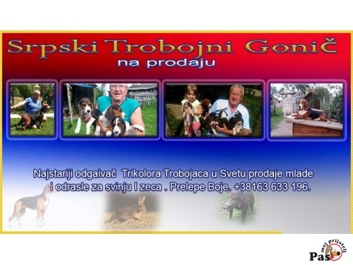 Srpski trobojni gonič