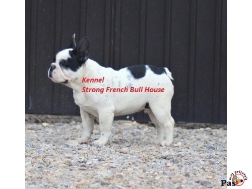 Francuski buldog